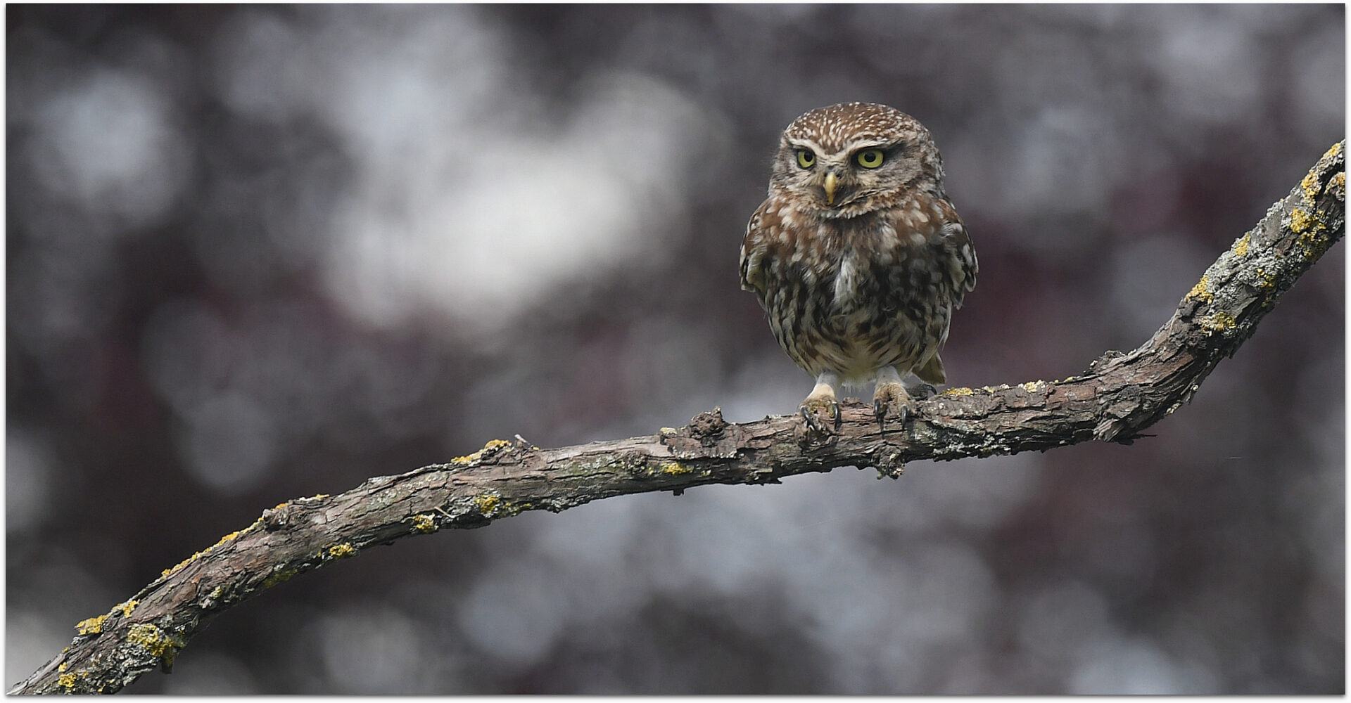 La Chevêche d'Athéna - Conservatoire d'espaces naturels Centre-Val de Loire