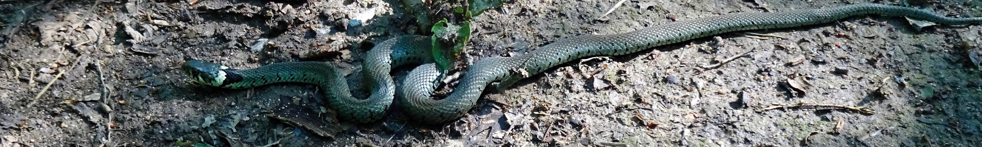 Couleuvre à Collier - Conservatoire d'espaces naturels Centre-Val de Loire