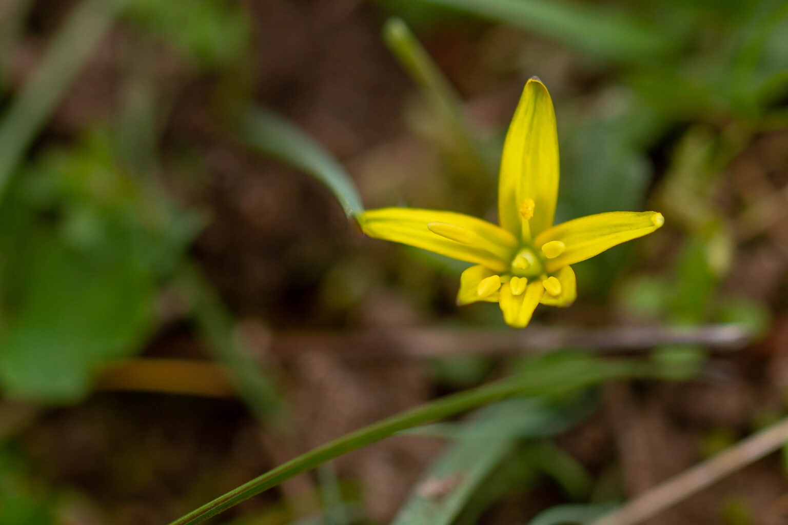 La Gagée des prés arrive : ouvrez l'œil ! - Conservatoire d'espaces ...