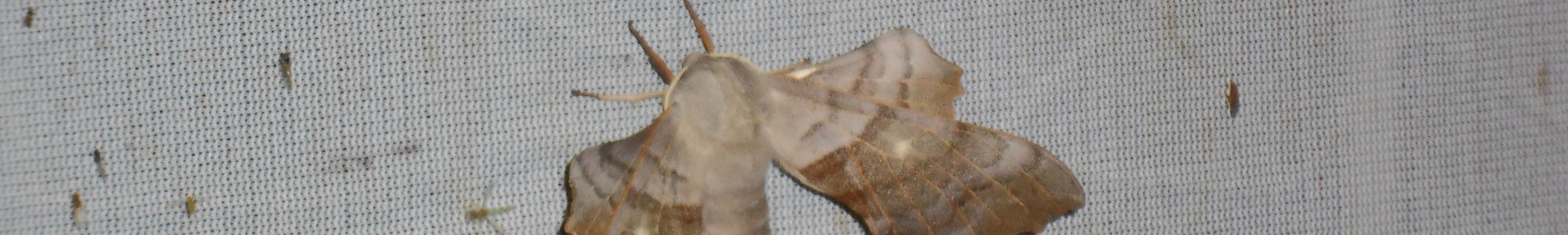 Quarry Life Award : des papillons de nuit à Baccon - Conservatoire d ...